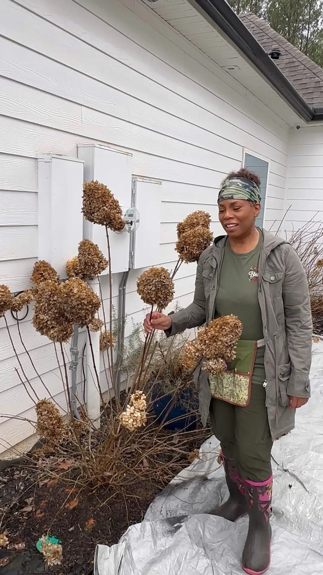 Pruning Limelight Hydrangeas | Video published by Pink Jardin | Lemon8