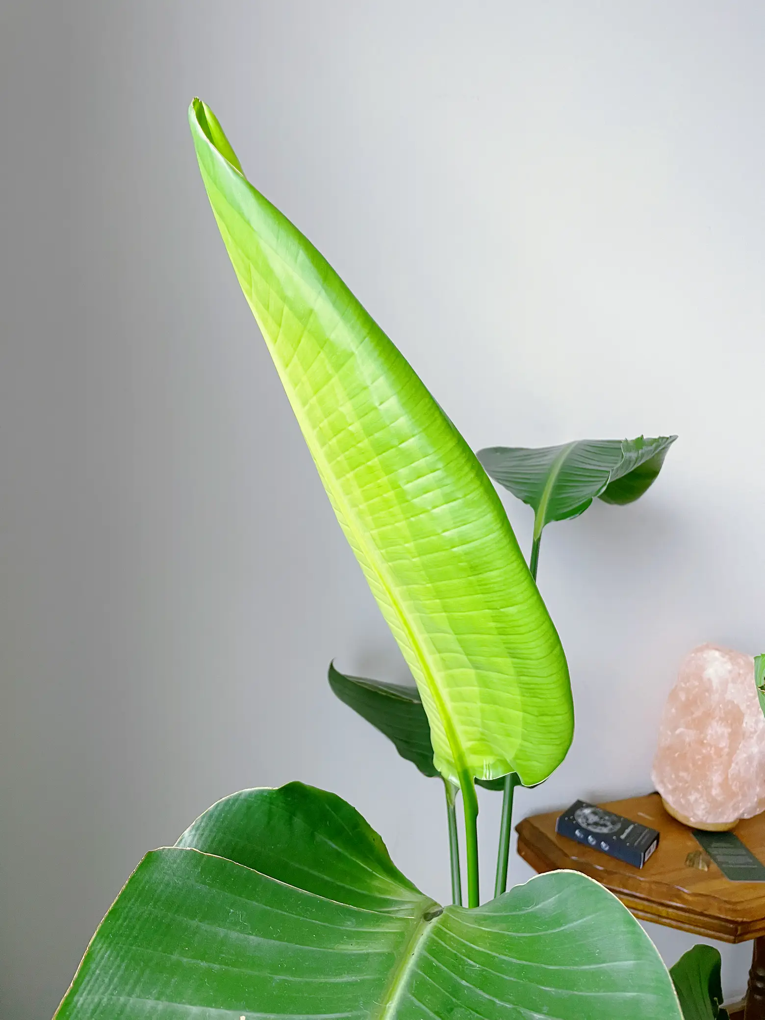 New leaf pallet | Gallery posted by anna | Lemon8