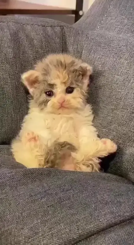 How cute | Kittensの投稿動画 | Lemon8