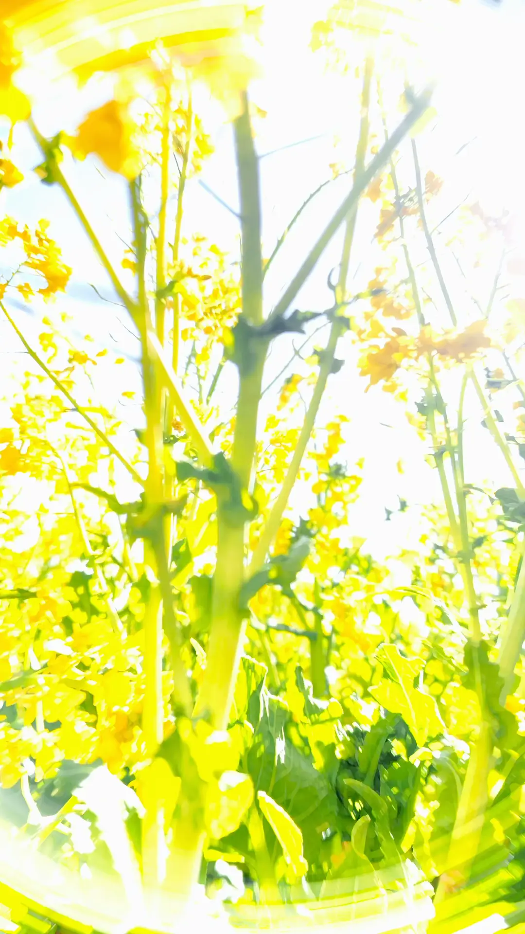 สัญลักษณ์ของฤดูใบไม้ผลิ | วิดีโอที่เผยแพร่โดย Hirotaku_magic | Lemon8