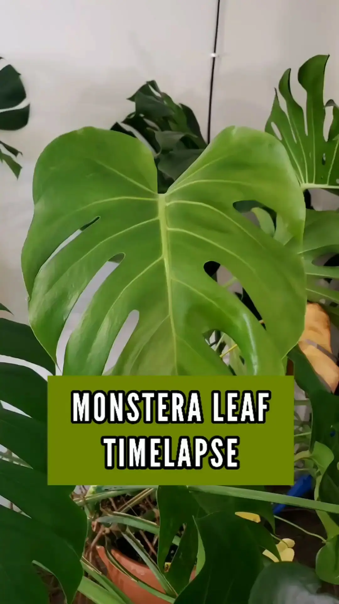 Monstera leaf timelapse | Video published by Mr. Houseplant | Lemon8