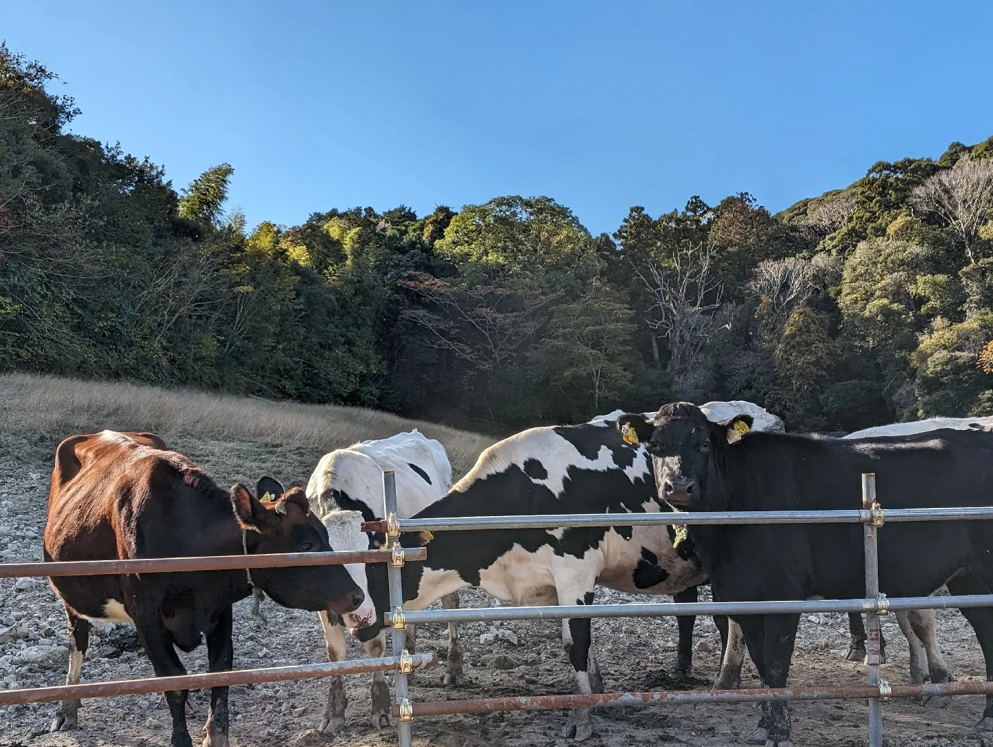 Opened a new cafe in the grazing area🐮 | Gallery posted by taichi9924 ...