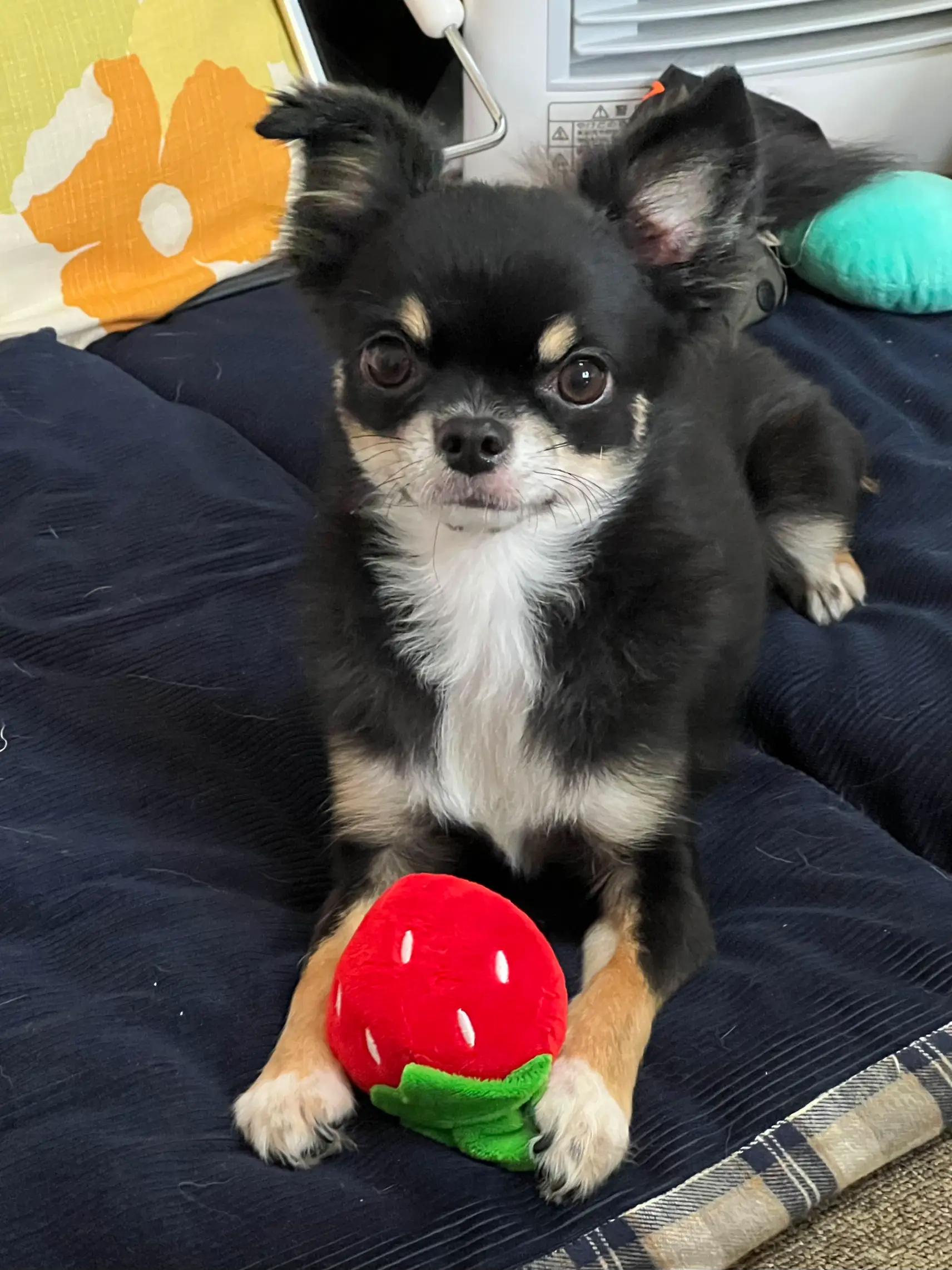 🍓大好き | 𝒎𝒂𝒓𝒊 🐾が投稿したフォトブック | Lemon8