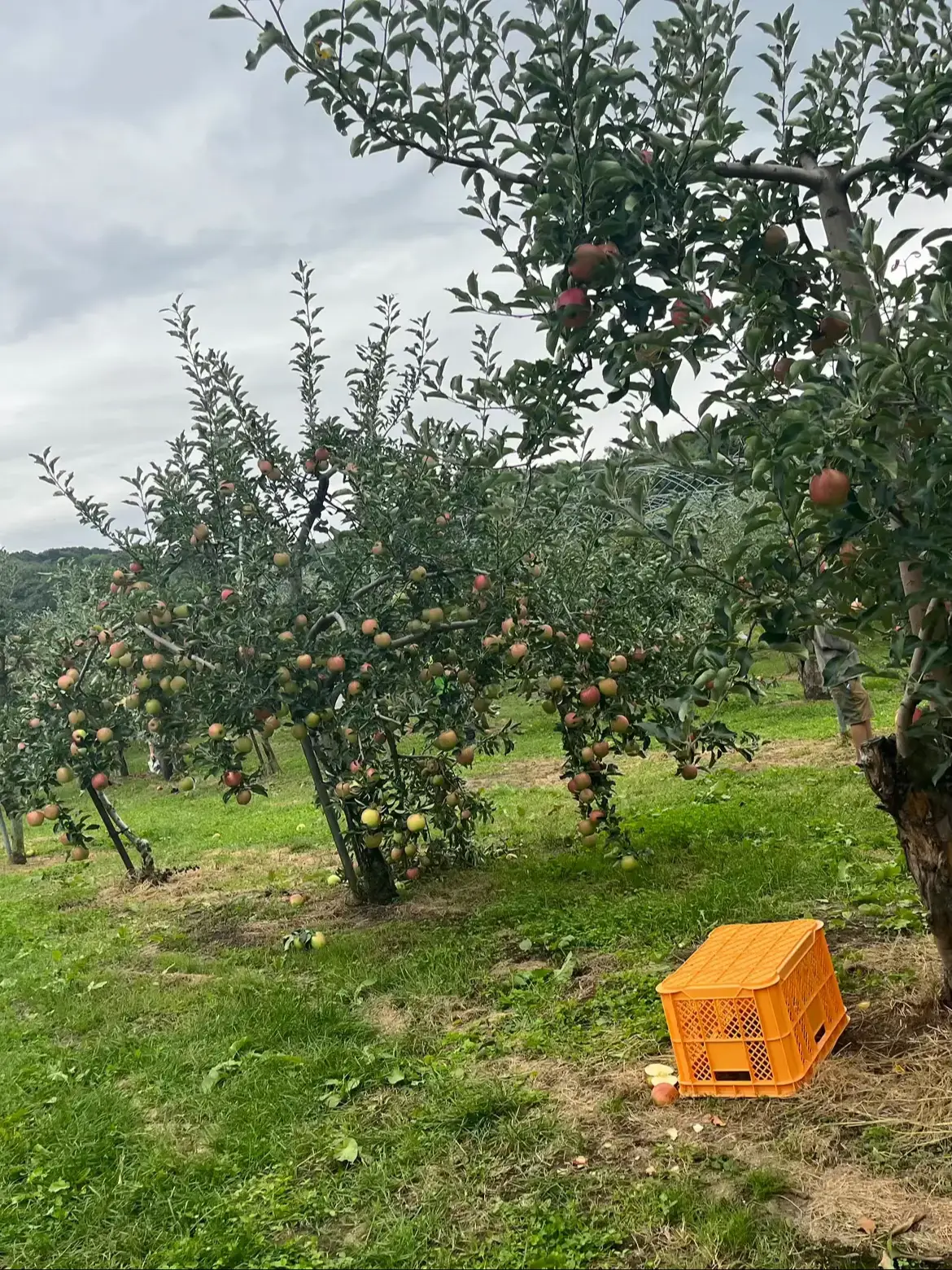 Shine start from 9 / 16 Hokkaido grape, apple, prune picking🍇 | Gallery ...