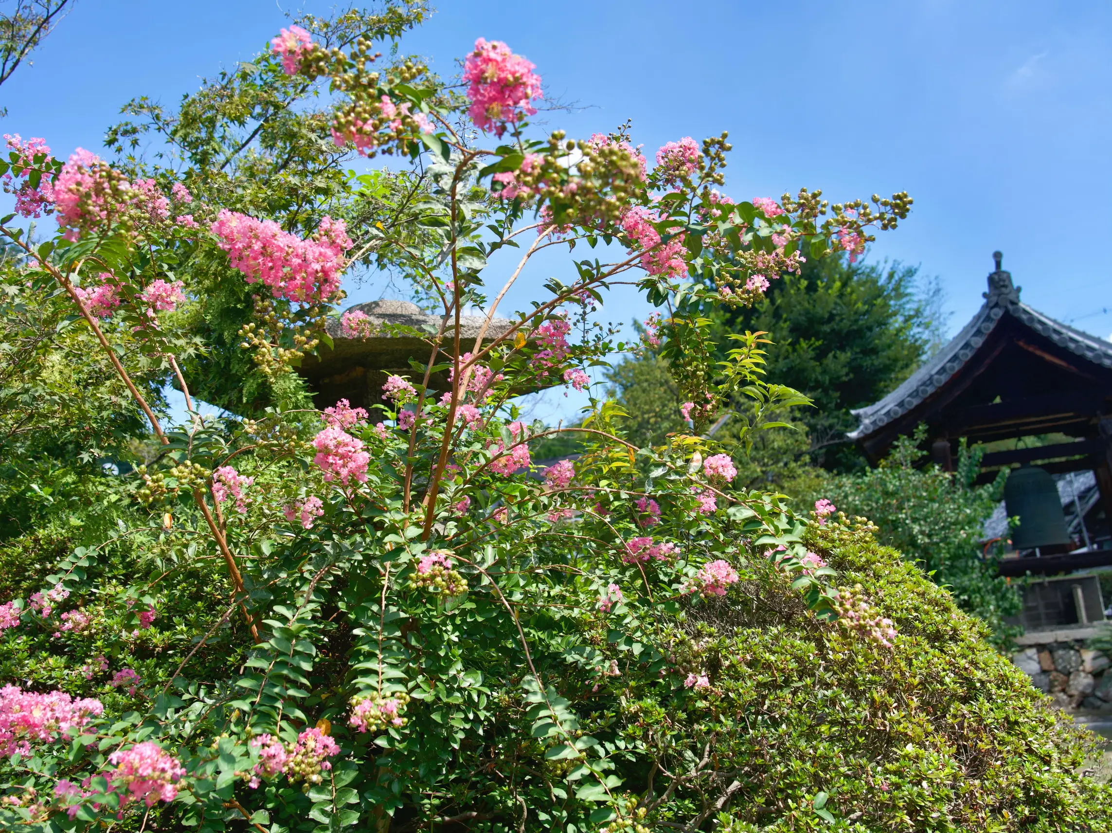 高槻市 浄誓寺 花手水💐 | kyoto_kenが投稿したフォトブック | Lemon8