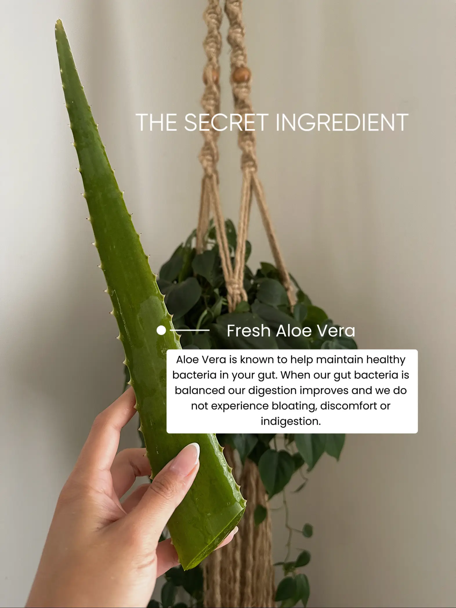 THE Anti Bloating Drink To Improve Digestion 📌 | Gallery posted by ...