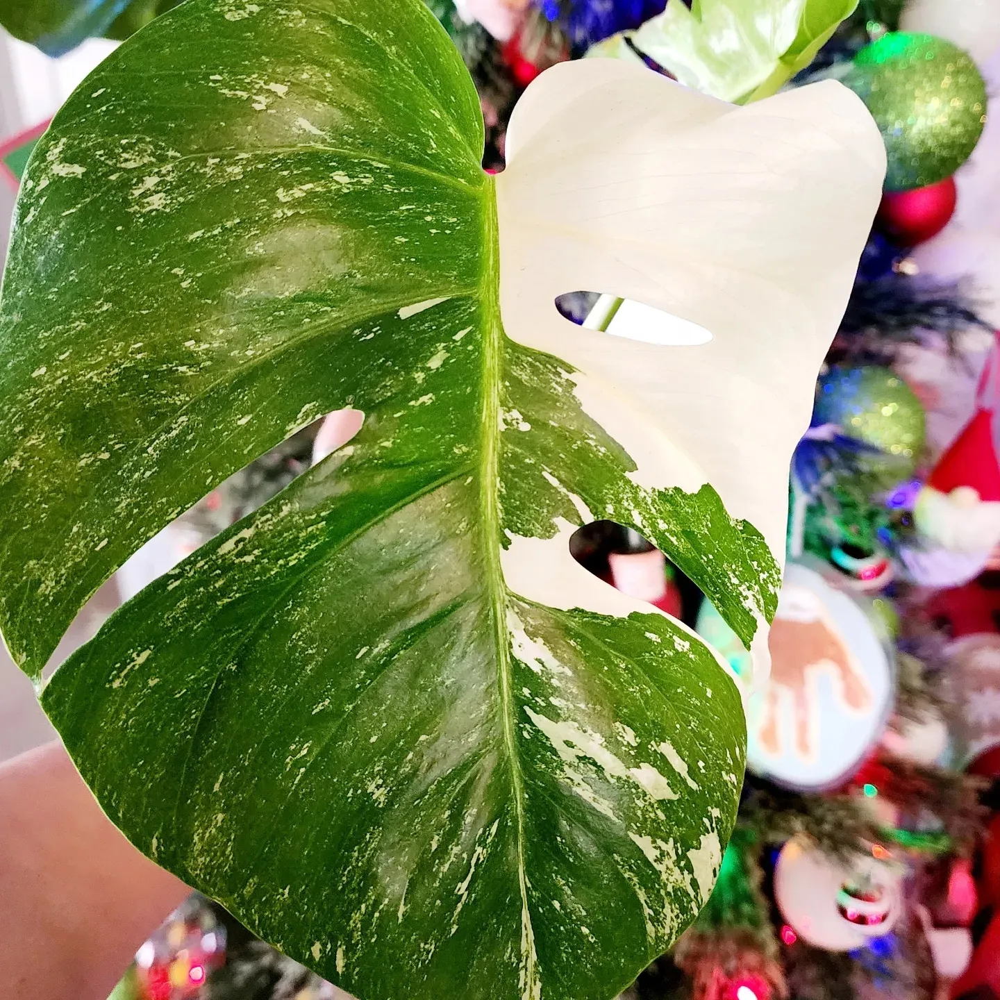 Variegated Beauty....Monstera Albo Borsigiana | Gallery posted by Local Leaf 🍃 | Lemon8