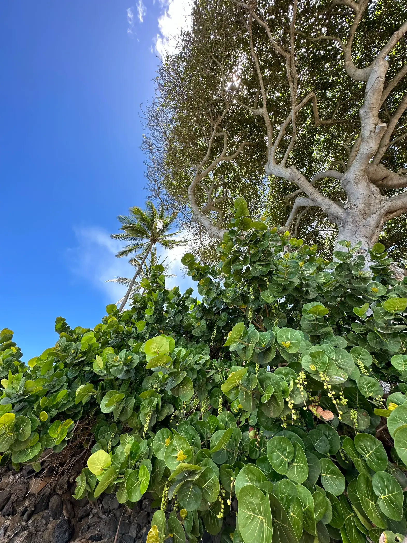 🫶 Just maui’d | Gallery posted by Shell Rae | Lemon8