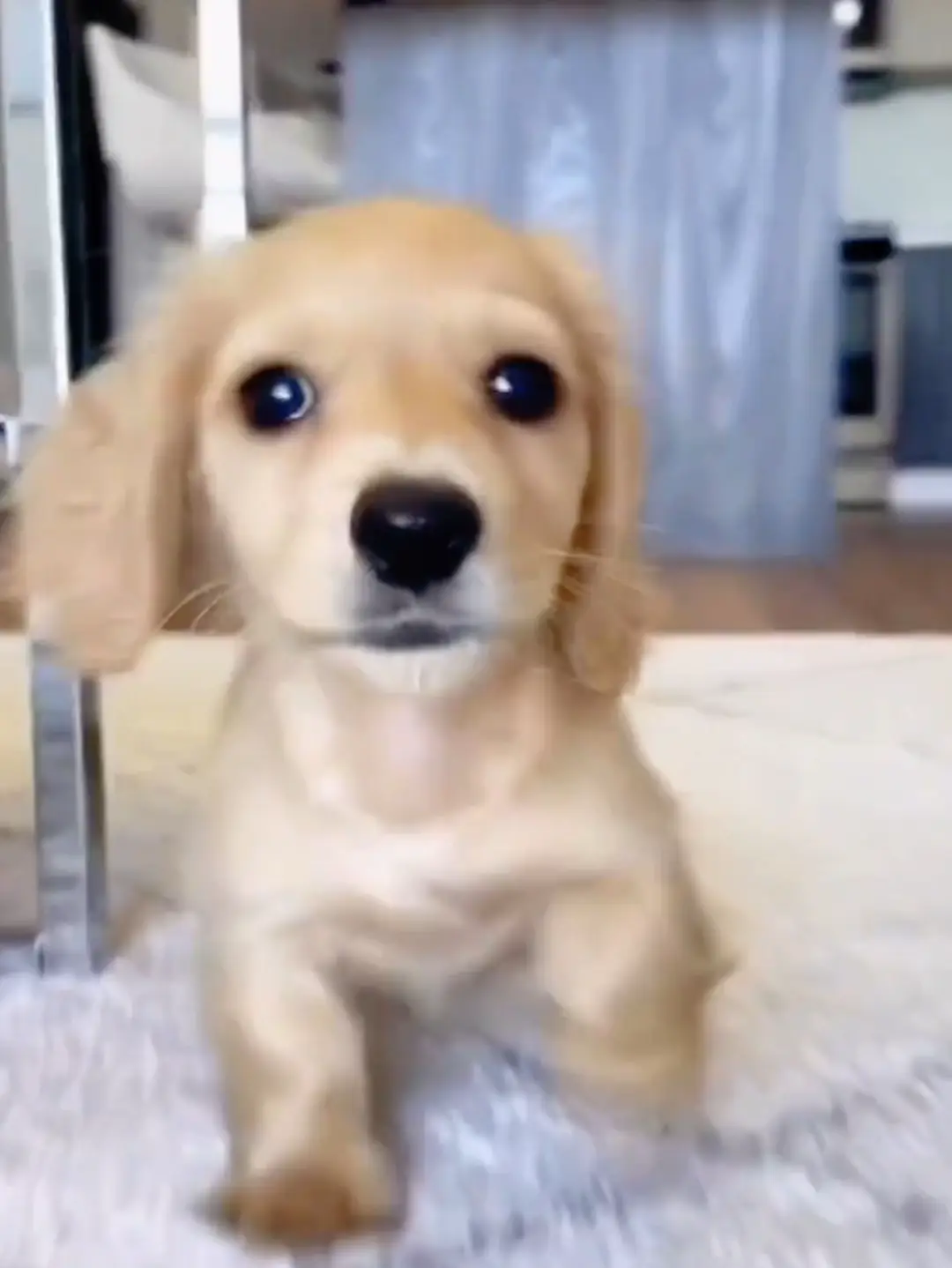 Iam coming | Video published by Cute pets | Lemon8