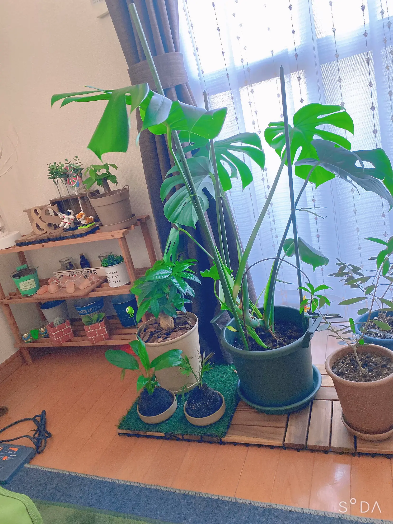 モンステラ🍀 | SEI★が投稿したフォトブック | Lemon8