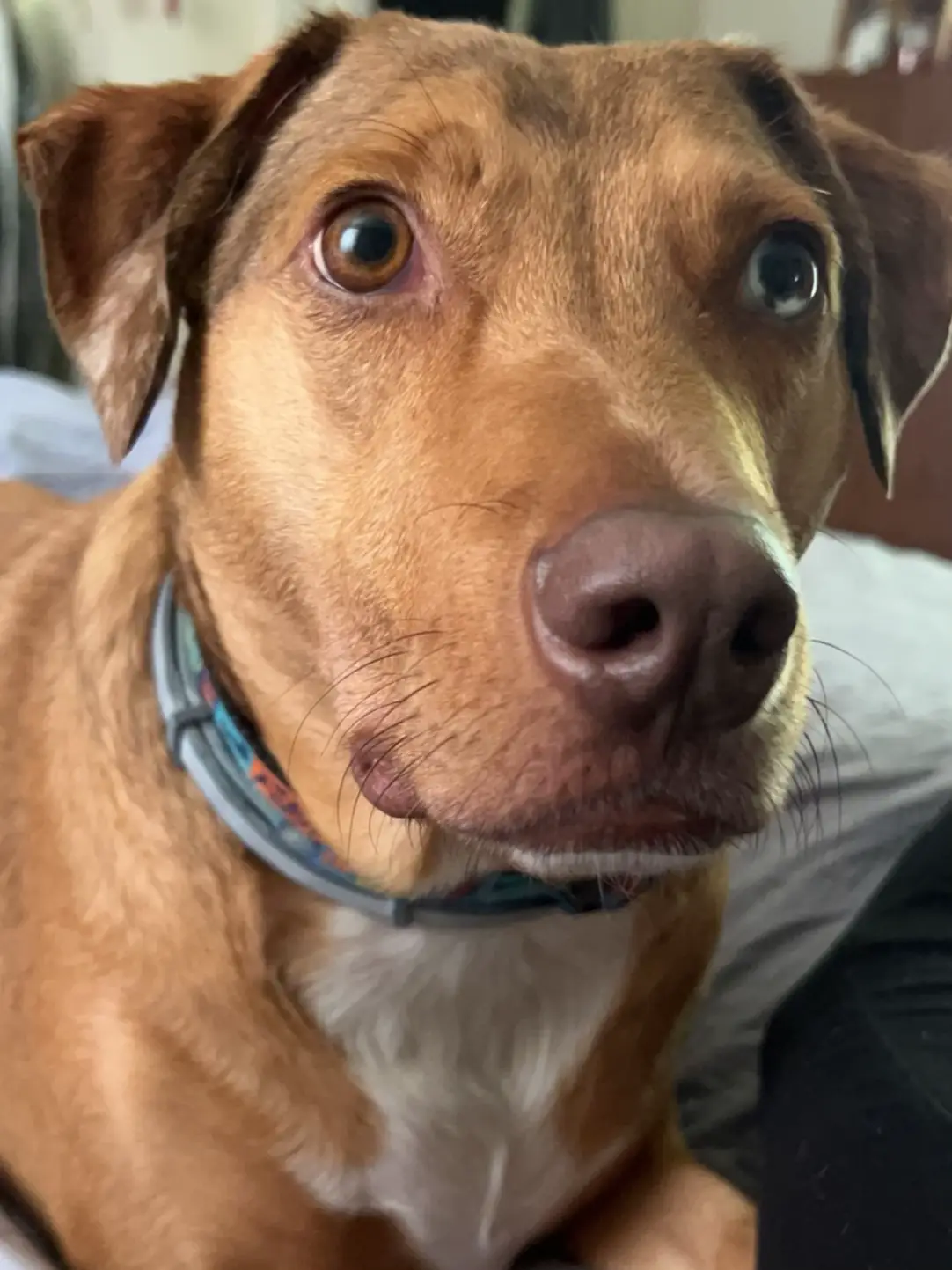 Meet Buck🐶 | Gallery posted by mia | Lemon8