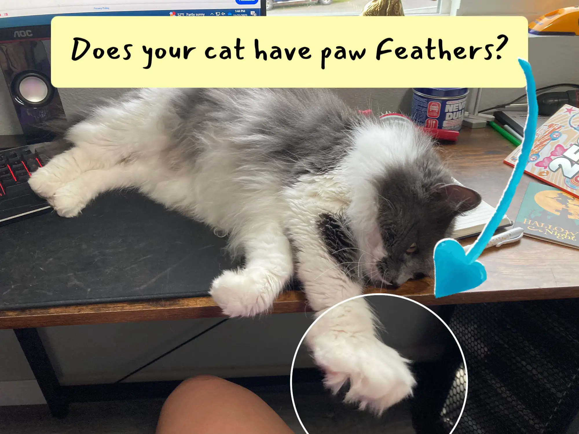 Does your cat have Paw Feathers? | Gallery posted by Dyslexa | Lemon8