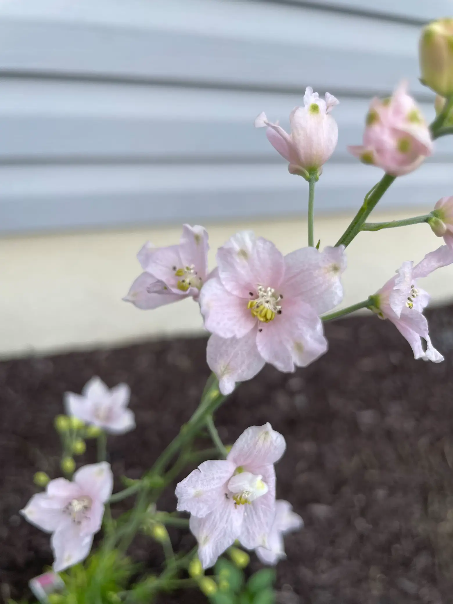 FAV BLOOMS OF 2023 🩷 | Gallery posted by jay | Lemon8