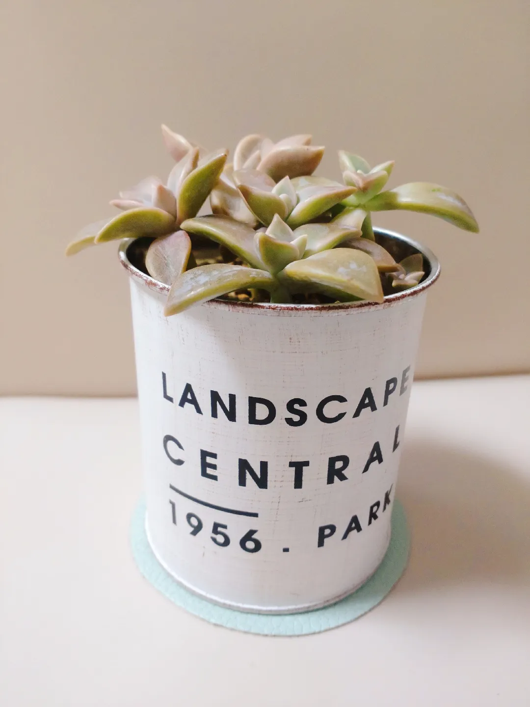 多肉植物に挑戦🌵 | Gallery posted by hiro 1972 | Lemon8