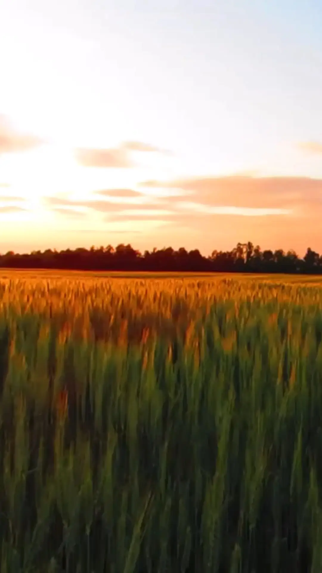 morning spell | Freya Forestの投稿動画 | Lemon8