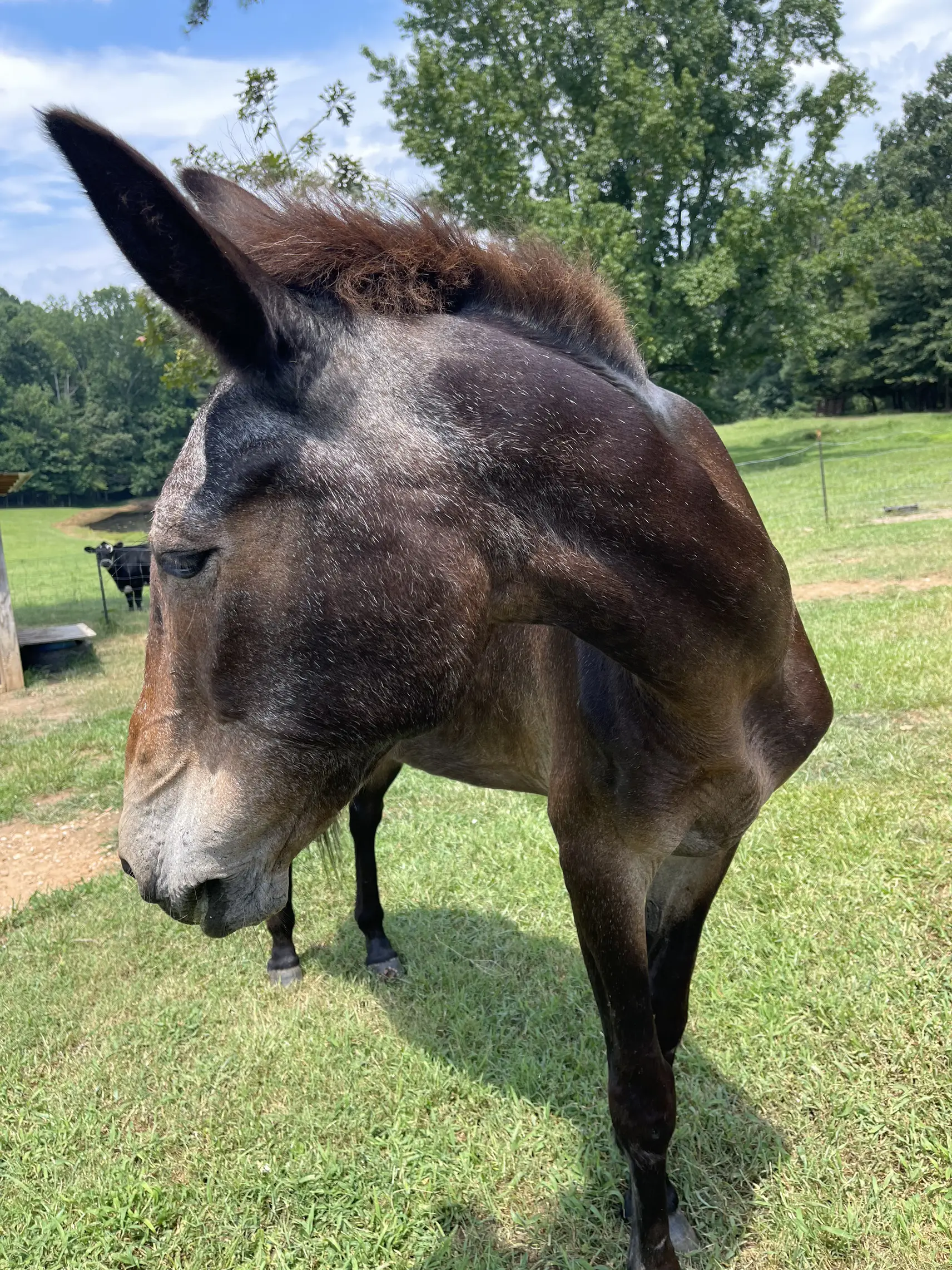 Meet Phoenix | Gallery posted by Lindsey Gregg | Lemon8