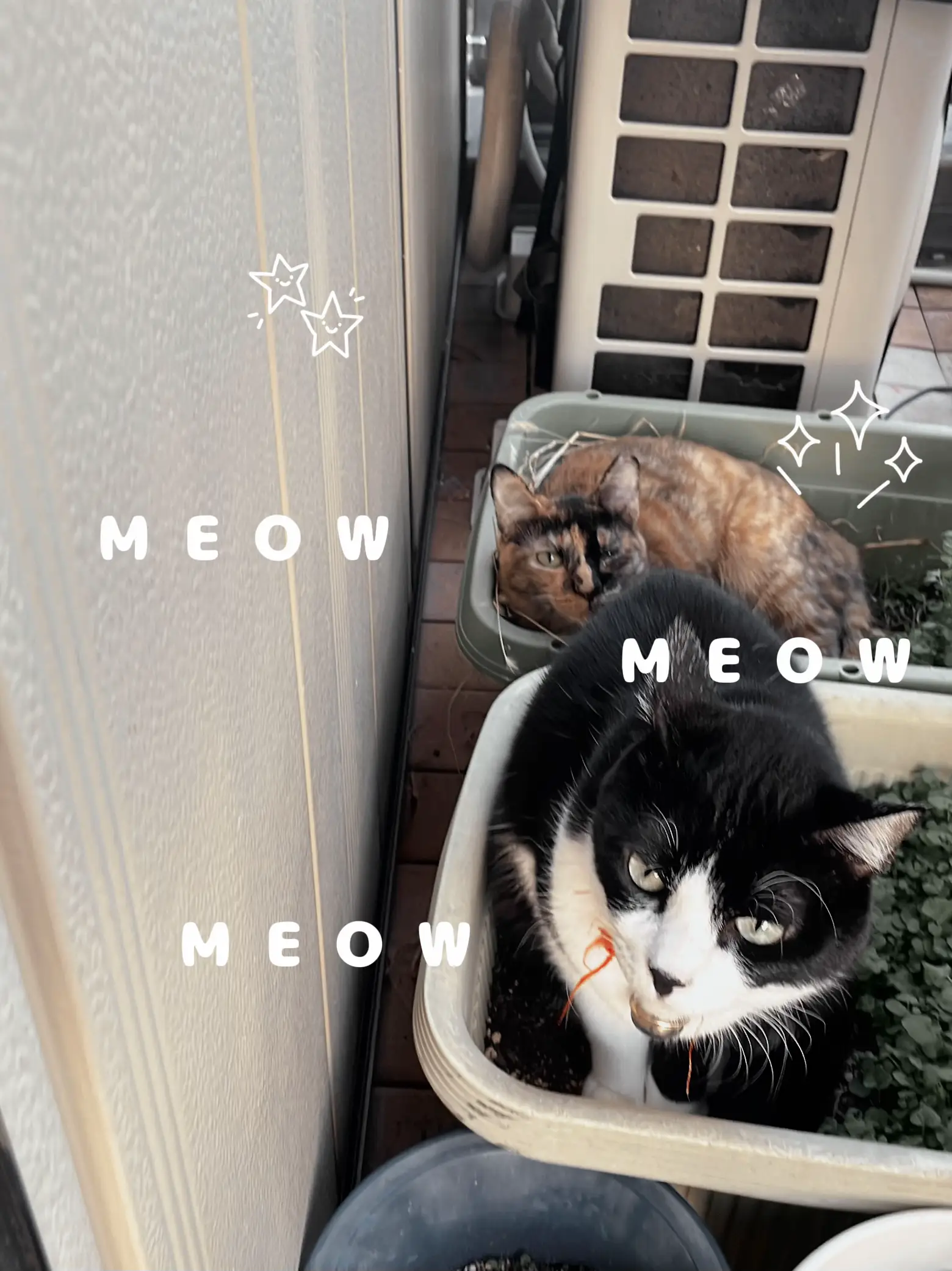 My Cats😜 | Sweetyuna が投稿したフォトブック | Lemon8