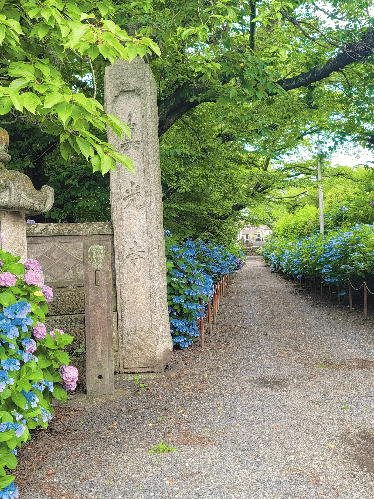 【群馬観光】真光寺 アジサイ寺 R5.6/24 | ももが投稿したフォトブック | Lemon8
