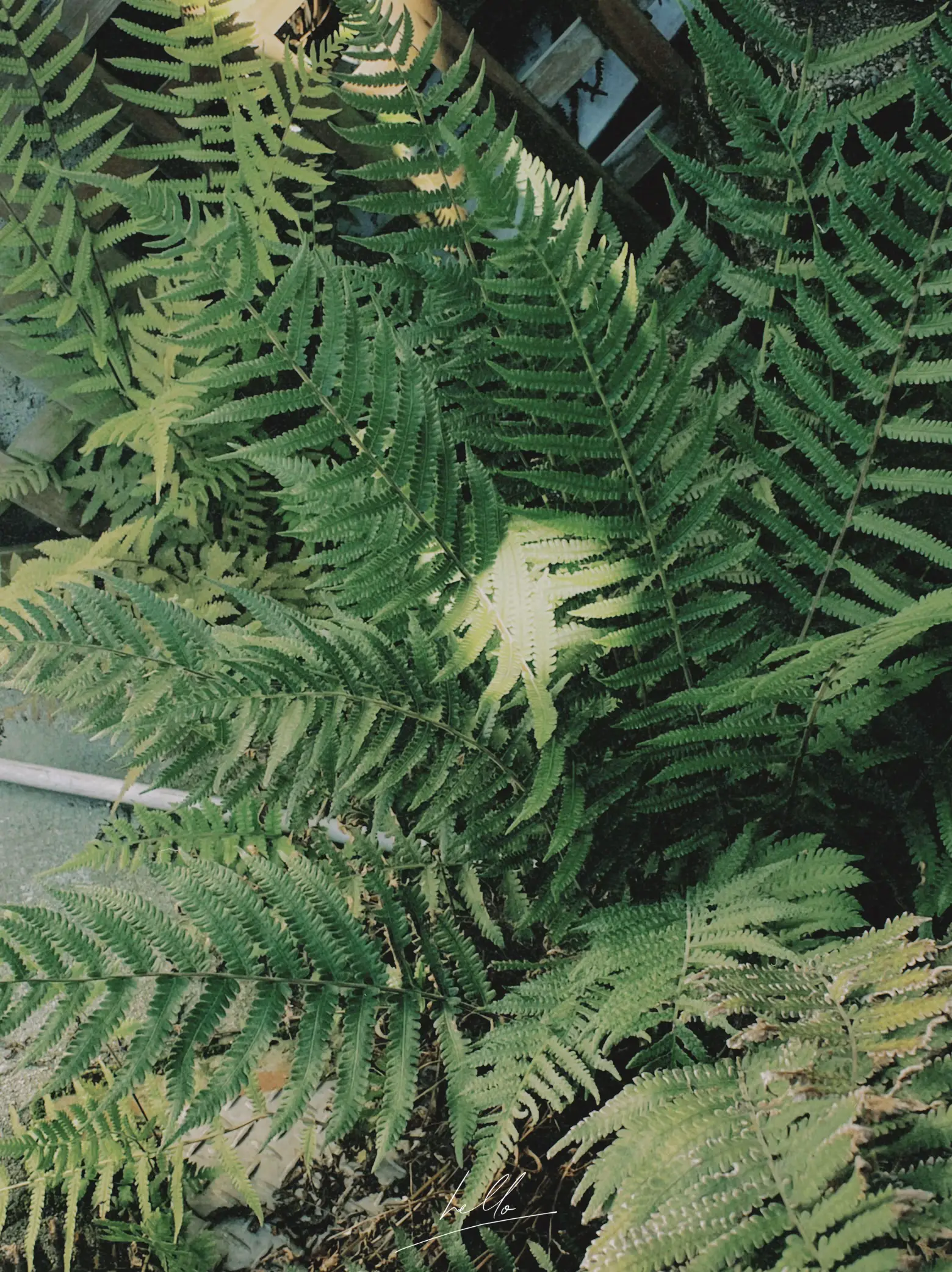 新フィルター追加☀️【iPhoneでエモい写真】📱 | RYOが投稿したフォトブック | Lemon8