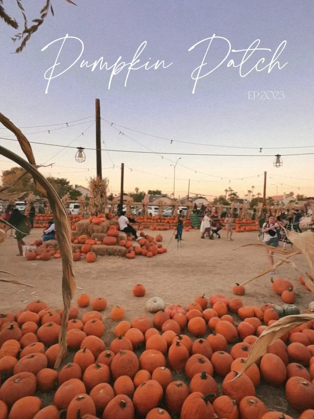 pumpkin patch🎃 | Gallery posted by Delanie | Lemon8
