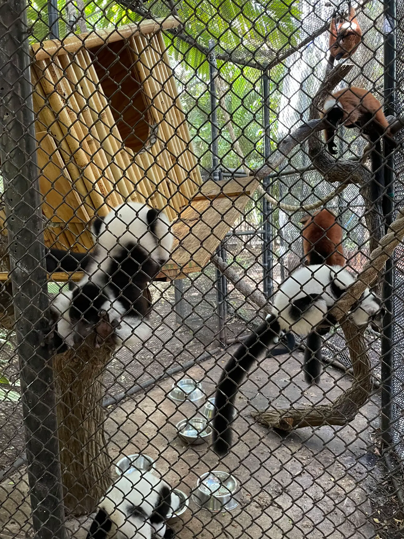 Jungle island 🐢 | Gallery posted by Yume | Lemon8