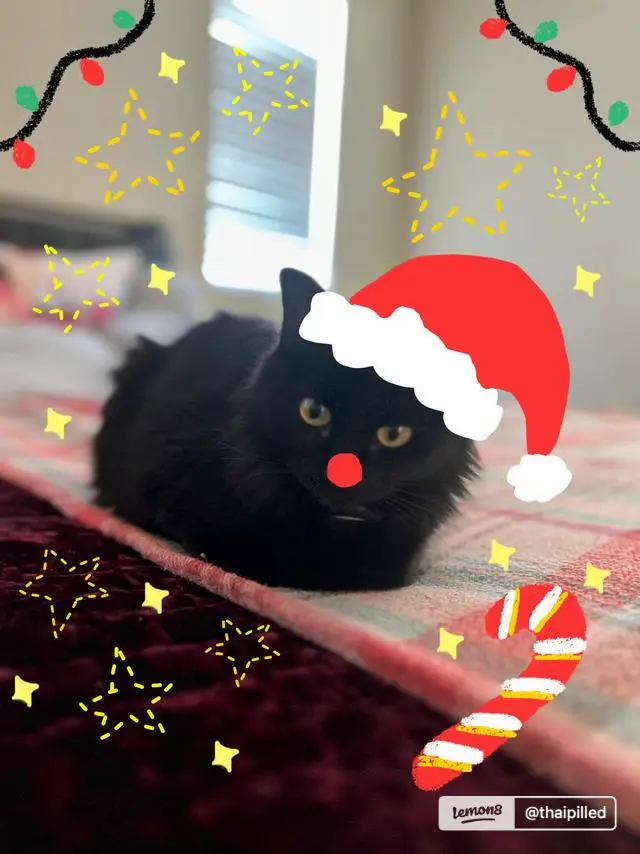 We have Doodles now!!😍 | Gallery posted by Lemon8 US | Lemon8