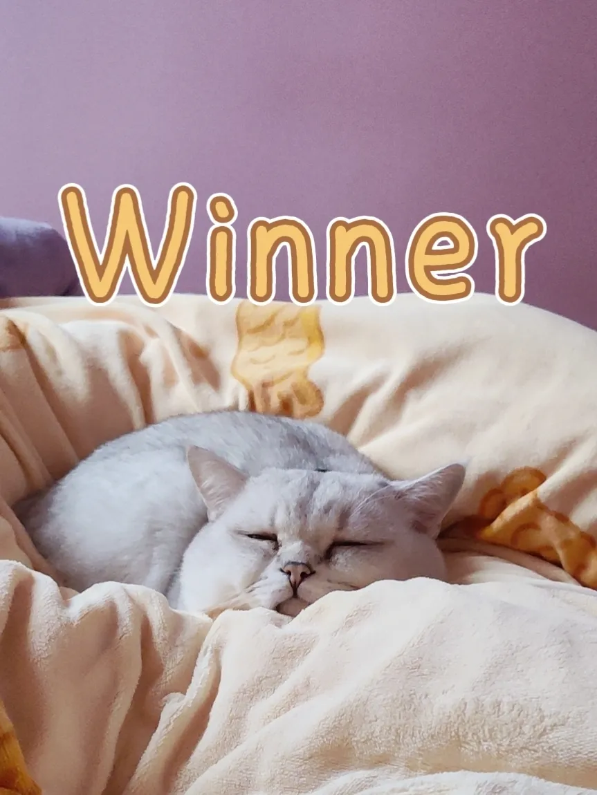 The Differences of Cats in Summer and Winner🐾 | แกลเลอรีที่โพสต์โดย ...