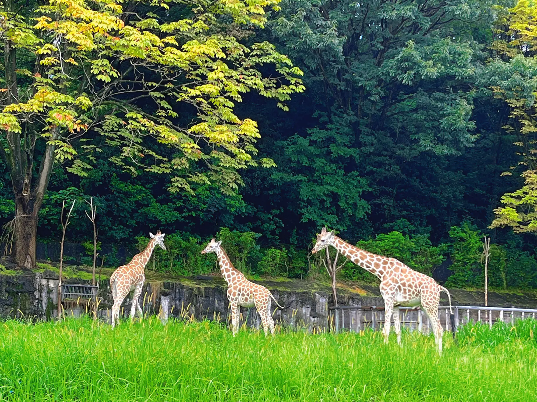 สัตว์น่ารักของสวนสัตว์ฮิกาชิยามะและสวนพฤกษศาสตร์ | แกลเลอรีที่โพสต์โดย nao | Lemon8