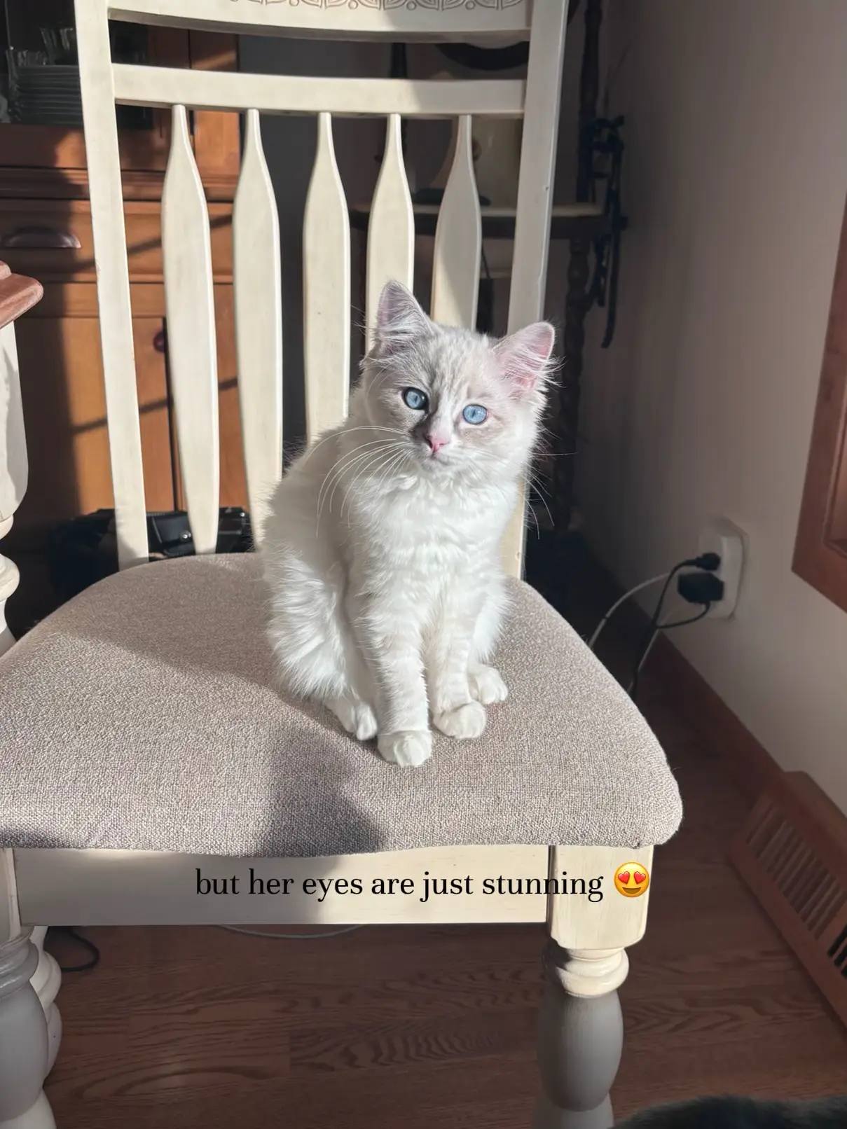 MEET MY NEW RAGDOLL KITTEN | Gallery posted by Alissa Moulster | Lemon8