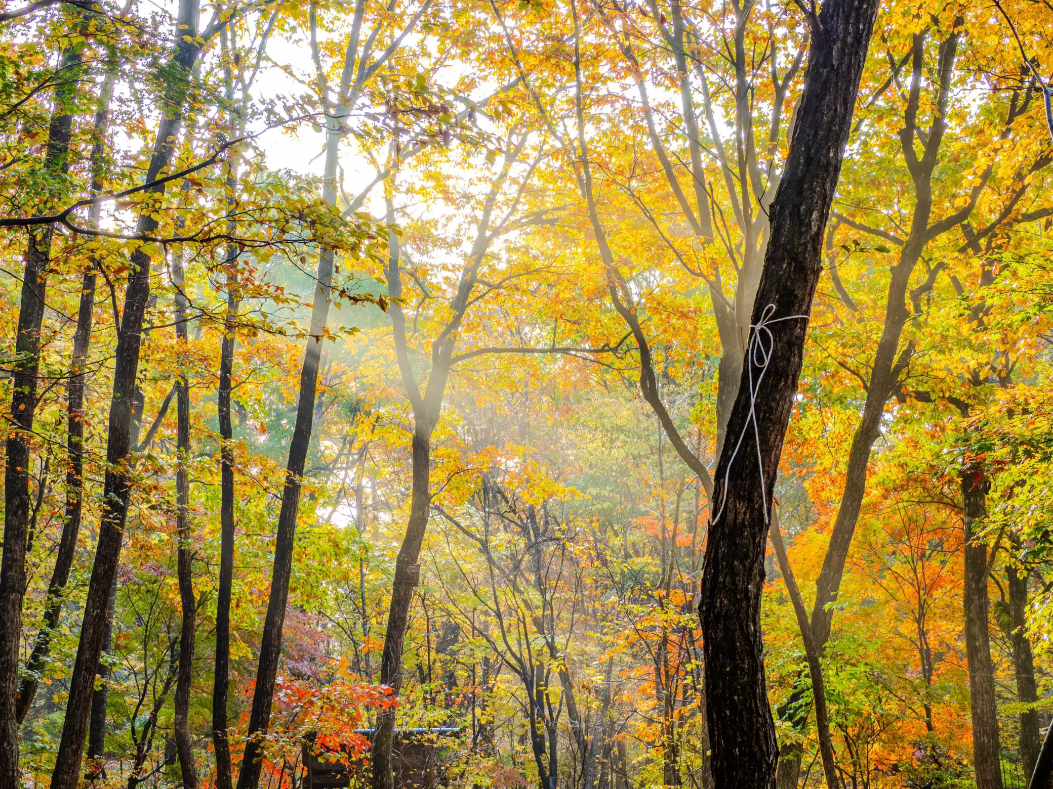 秋模様 | aki_zが投稿したフォトブック | Lemon8