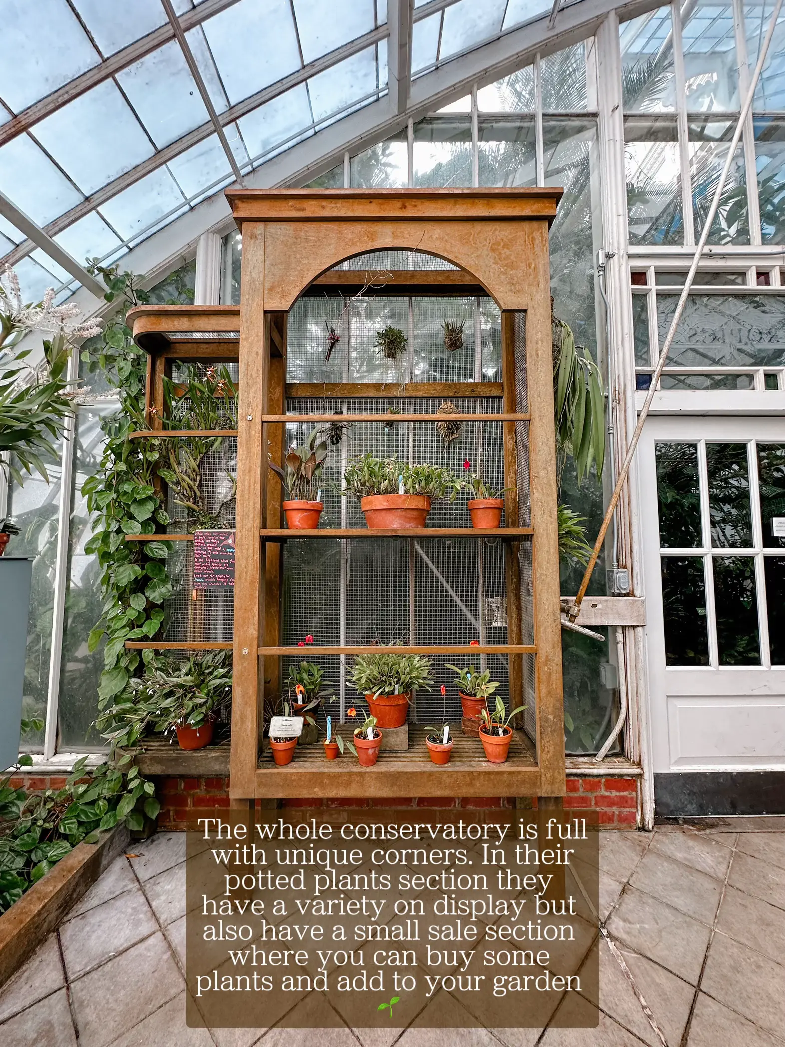 San Francisco’s Conservatory Of Flowers 🌿 | Gallery posted by Irma Sophia | Lemon8