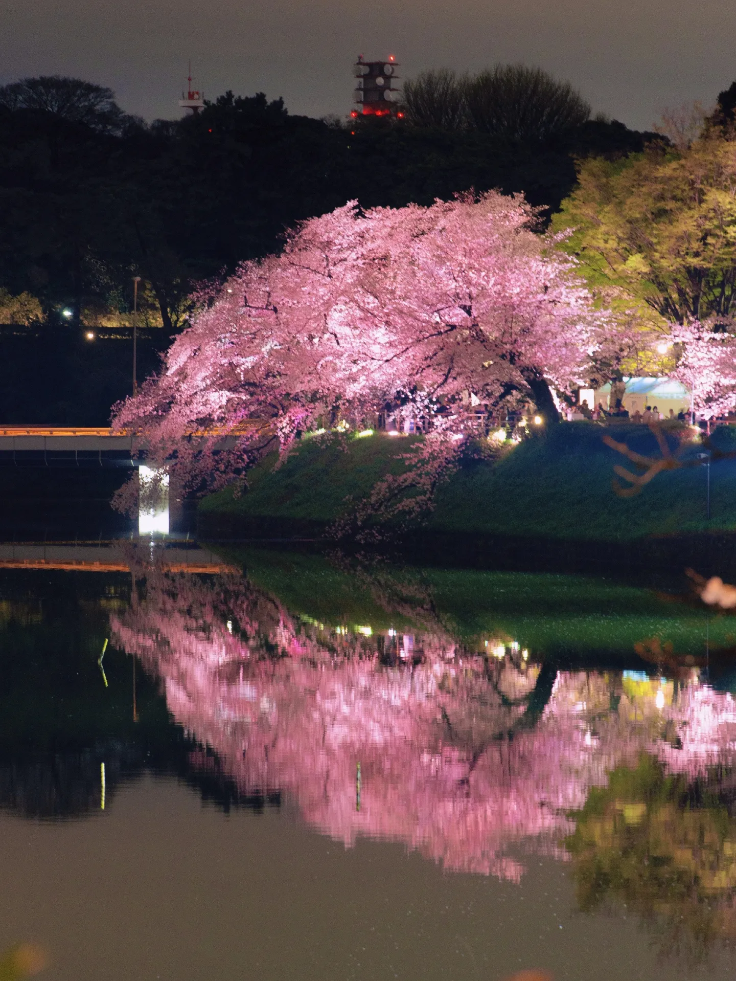 Sakura has become a heart!! | Gallery posted by Ken | Lemon8