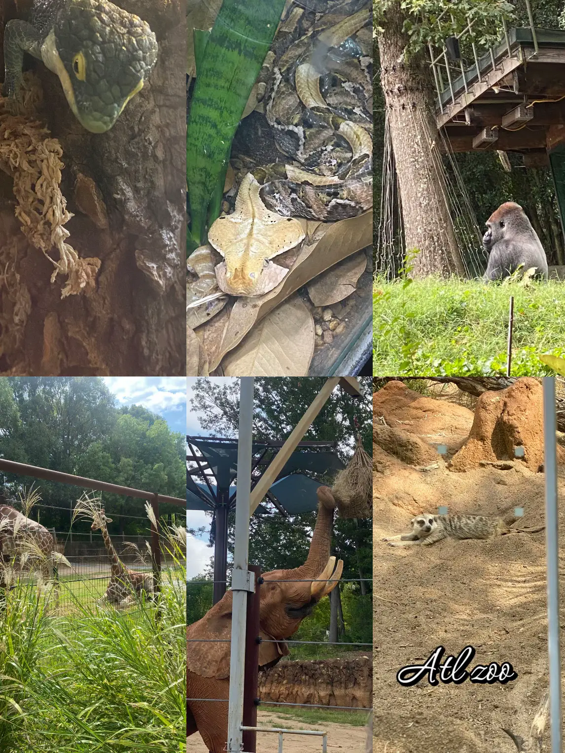 Atl zoo | Gallery posted by Happy home | Lemon8