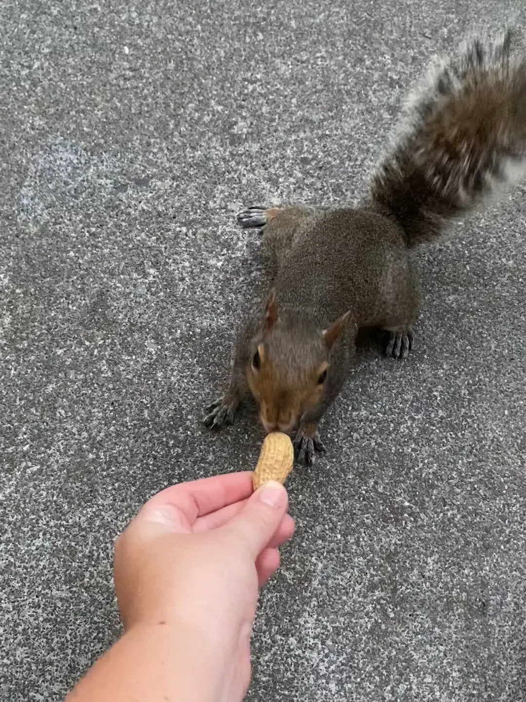 My squirrel buddy | Video published by Quirkyshark | Lemon8
