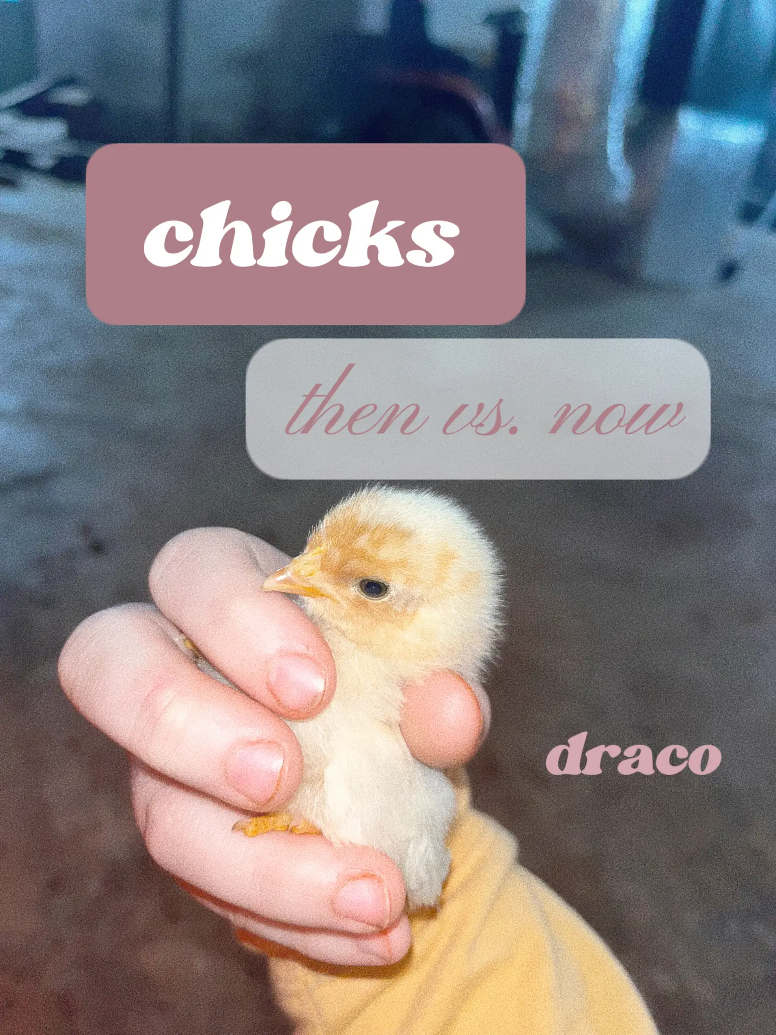 chicks then vs. now pt. 2 | Gallery posted by Ariel Rodgers | Lemon8