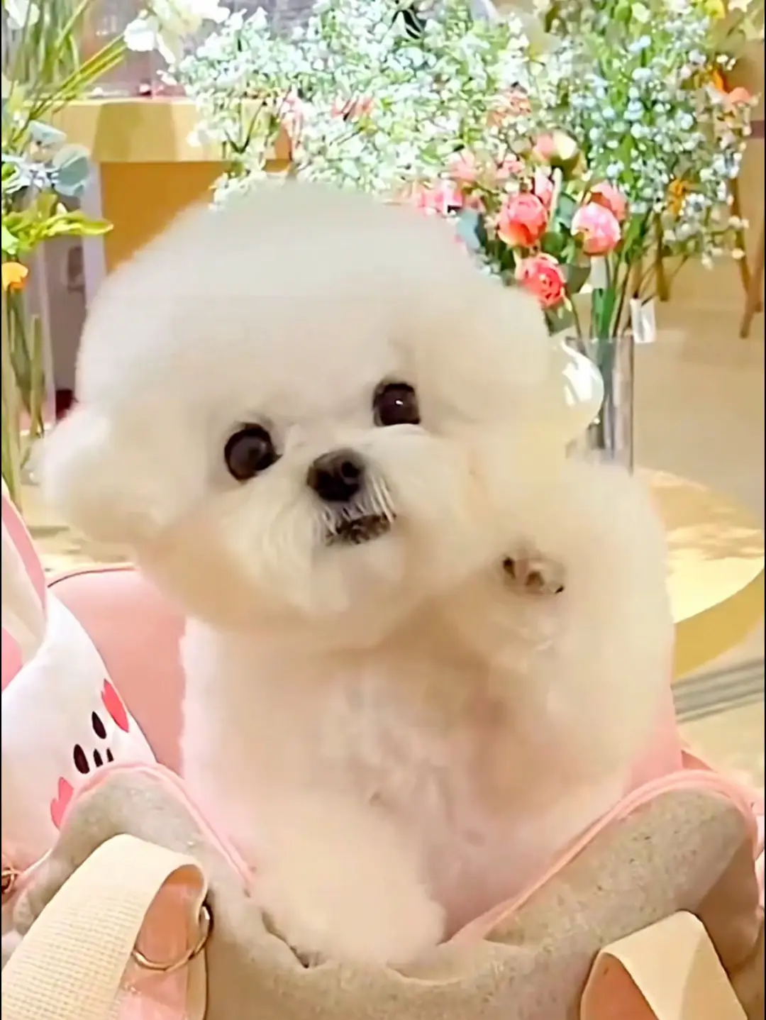 hi hi everyone | Video published by Cute pets | Lemon8