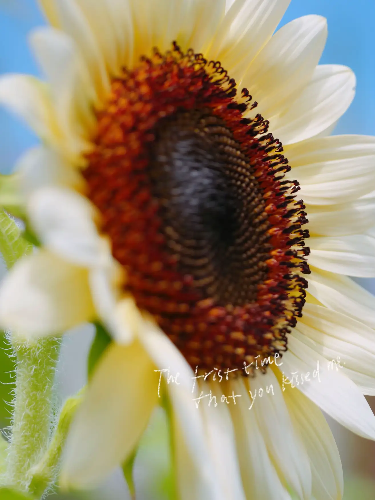 ~ Sunflowers Blooming in Late Heat ~ | Gallery posted by Chie 𓅫𓅫𓅫 | Lemon8