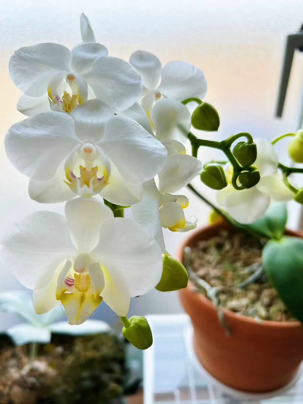 胡蝶蘭 | Arinomamaが投稿したフォトブック | Lemon8