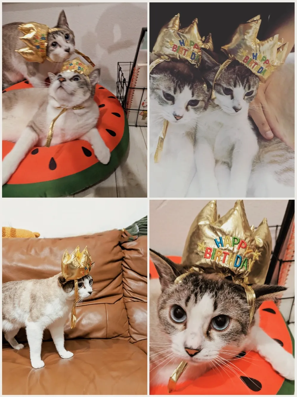 สุขสันต์วันเกิด🎂 | แกลเลอรีที่โพสต์โดย pi-gu-mam | Lemon8