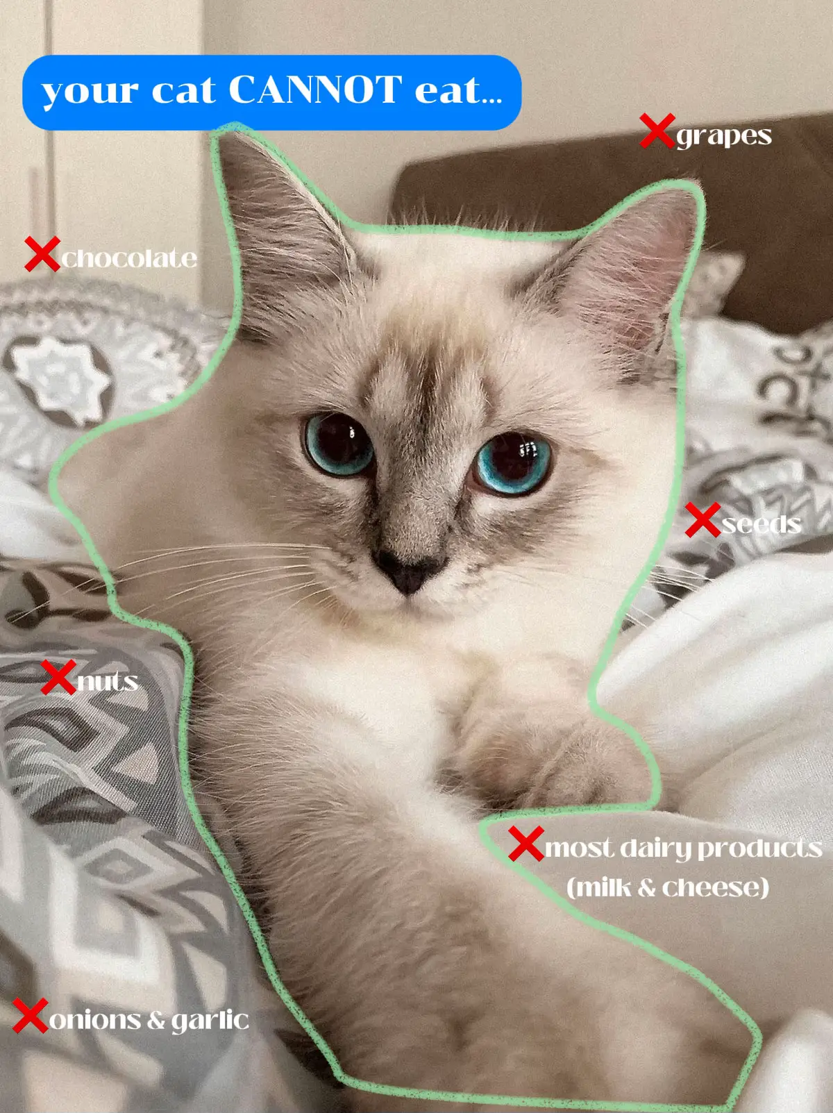 CAN & CANNOT feed your cat!😻 | Gallery posted by Kass🩷 | Lemon8