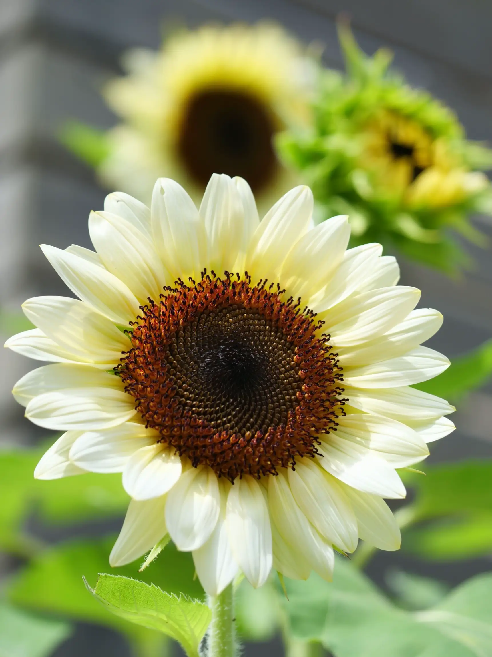 ~ Sunflowers Blooming in Late Heat ~ | Gallery posted by Chie 𓅫𓅫𓅫 | Lemon8