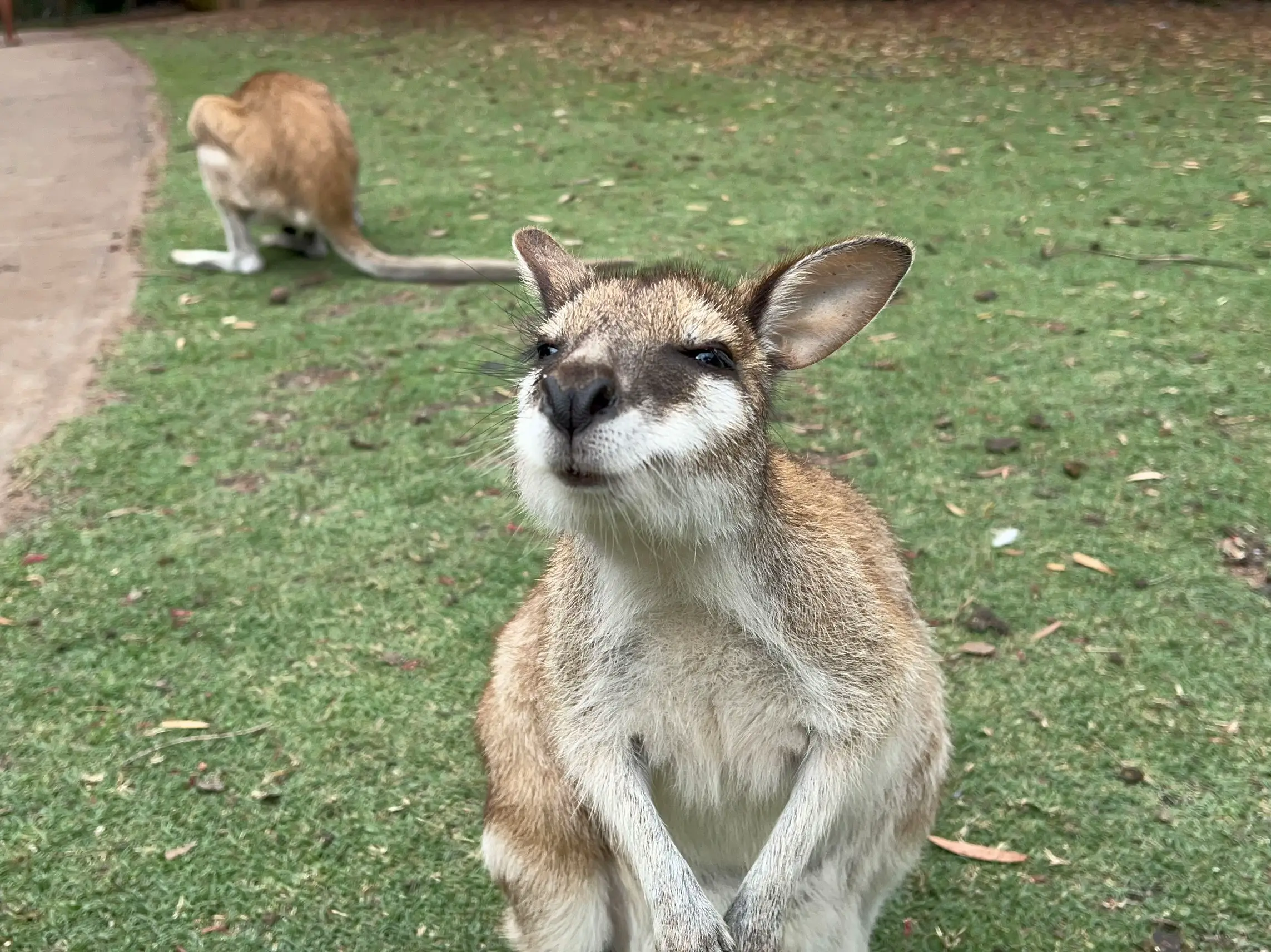 วอลลาบี | แกลเลอรีที่โพสต์โดย Misaki | Lemon8