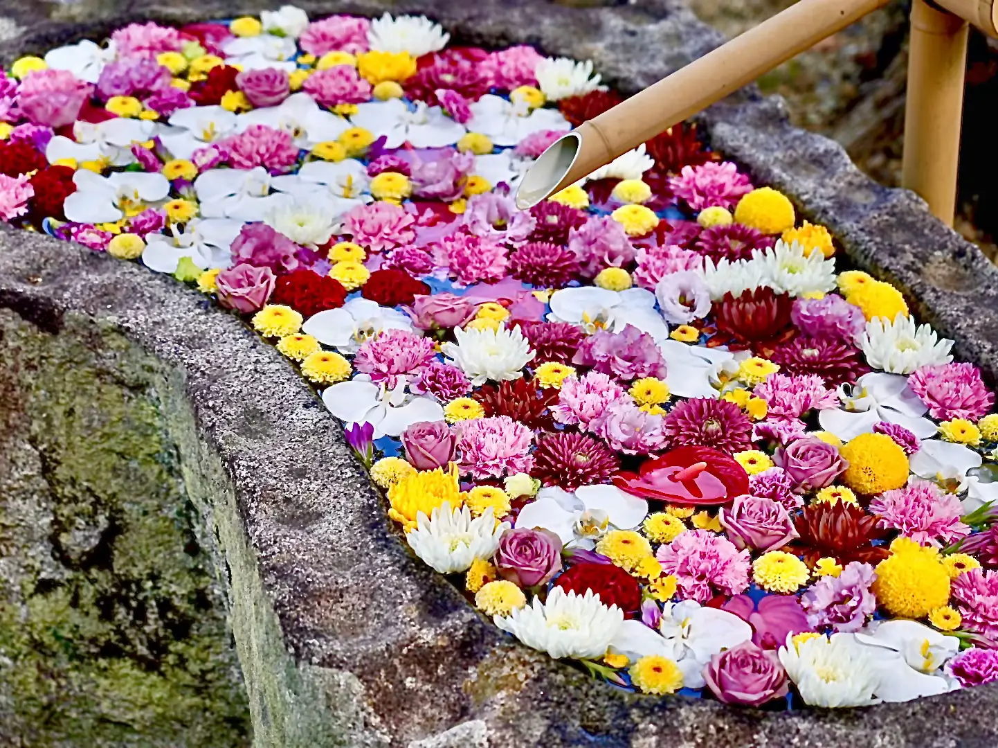 高槻市 浄誓寺 花手水💐 | kyoto_kenが投稿したフォトブック | Lemon8