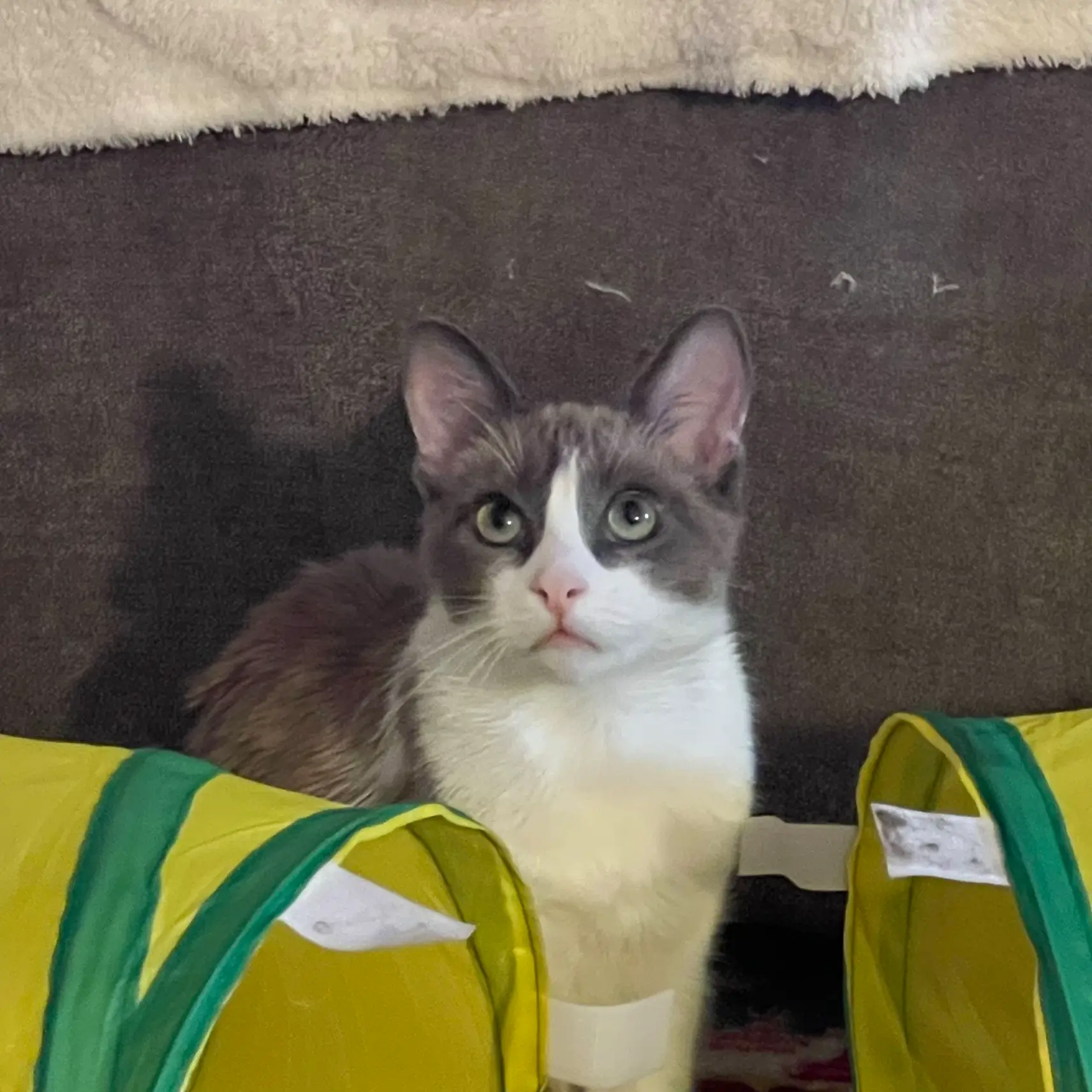 Hey from me USAGI. | แกลเลอรีที่โพสต์โดย Myia LaShaun | Lemon8