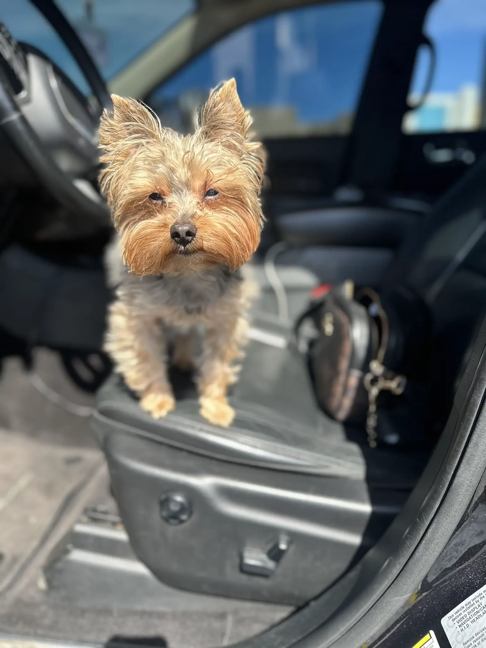 Yorkshire terriers 🐶 | Gallery posted by Ciara Ayana | Lemon8