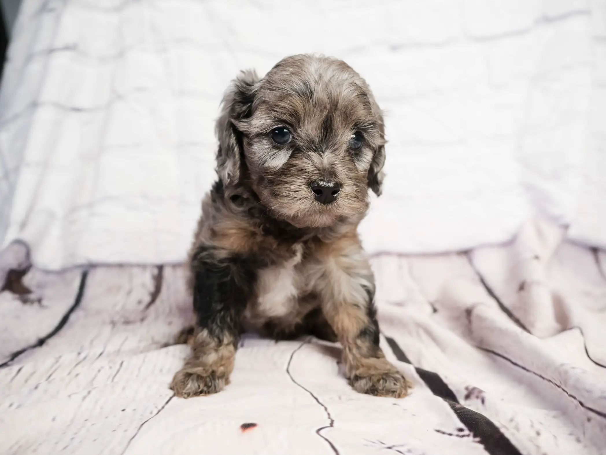 Merle Cavapoo puppy! Available in Minnesota | Gallery posted by Panda ...