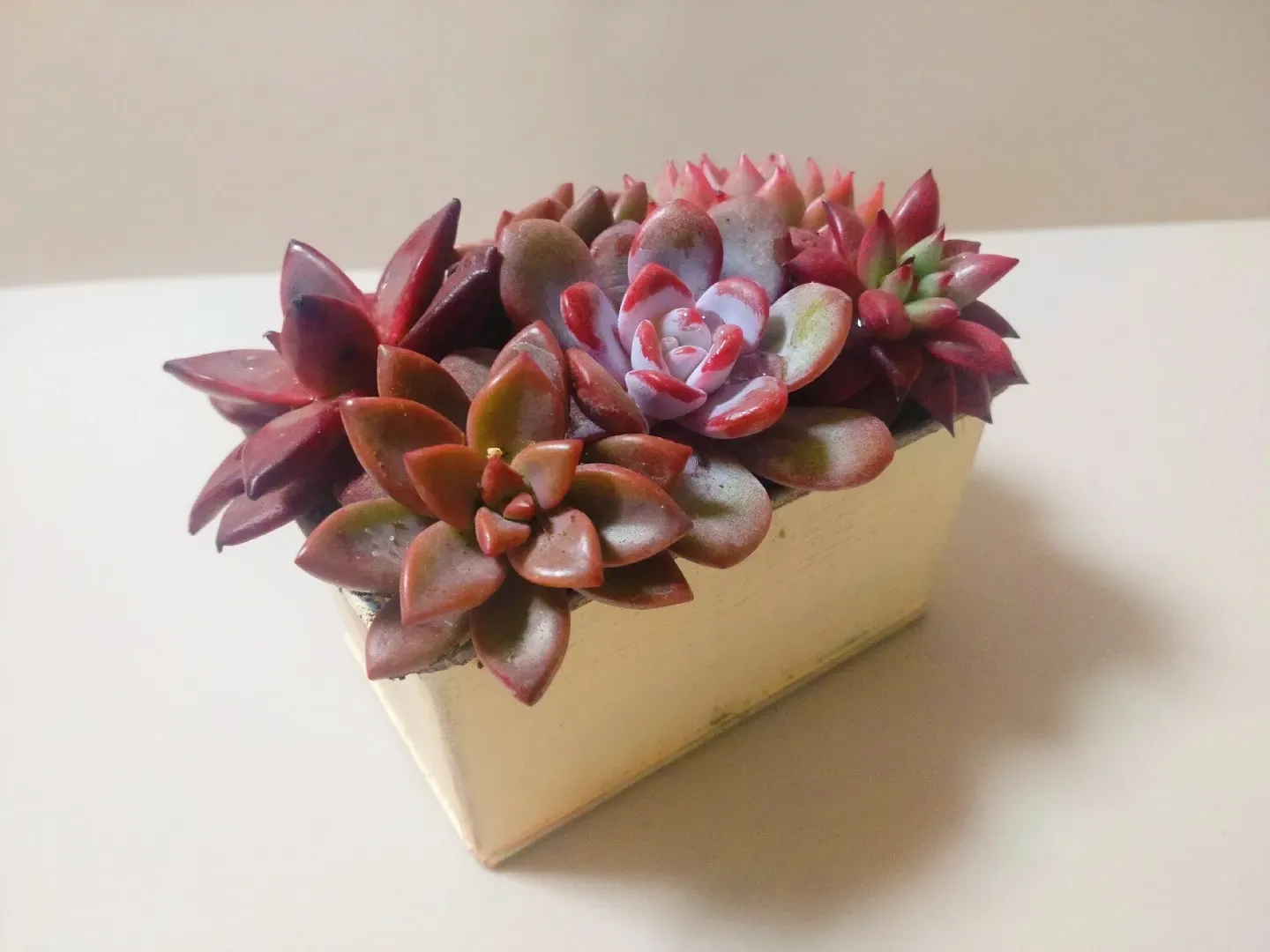 พืชอวบน้ำ ♡ สีม่วง ♡ | แกลเลอรีที่โพสต์โดย hiro 1972 | Lemon8