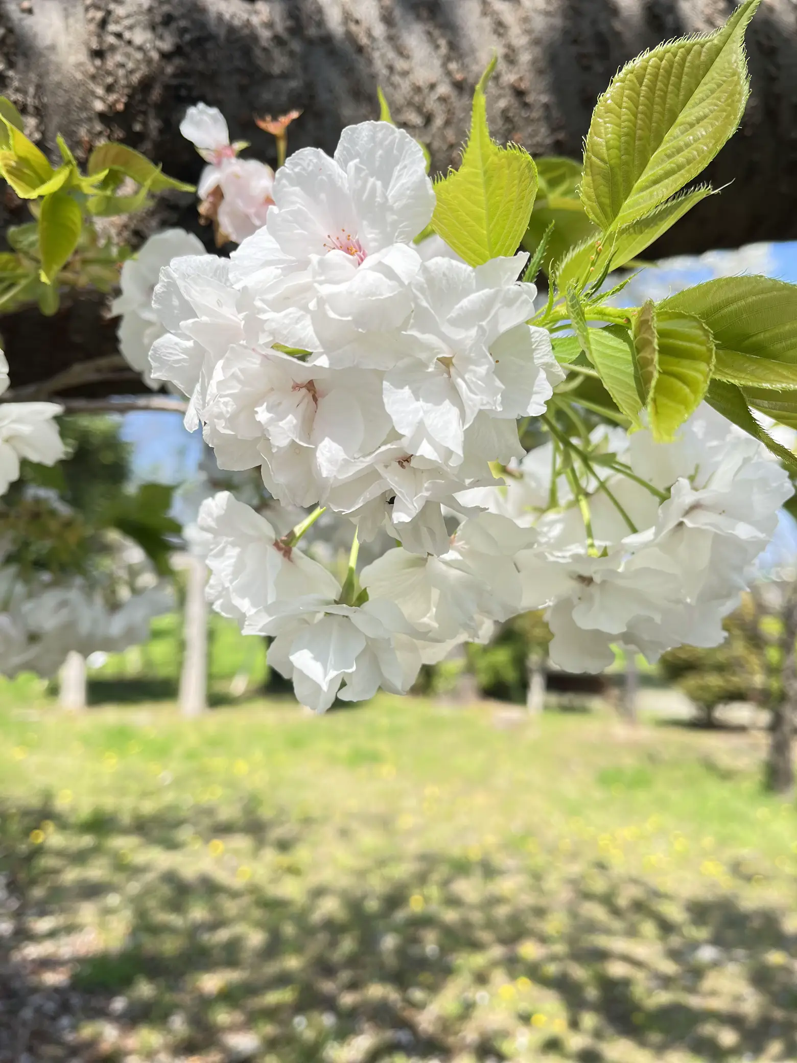 1 เมษายน 2566 | แกลเลอรีที่โพสต์โดย Robin Singh | Lemon8