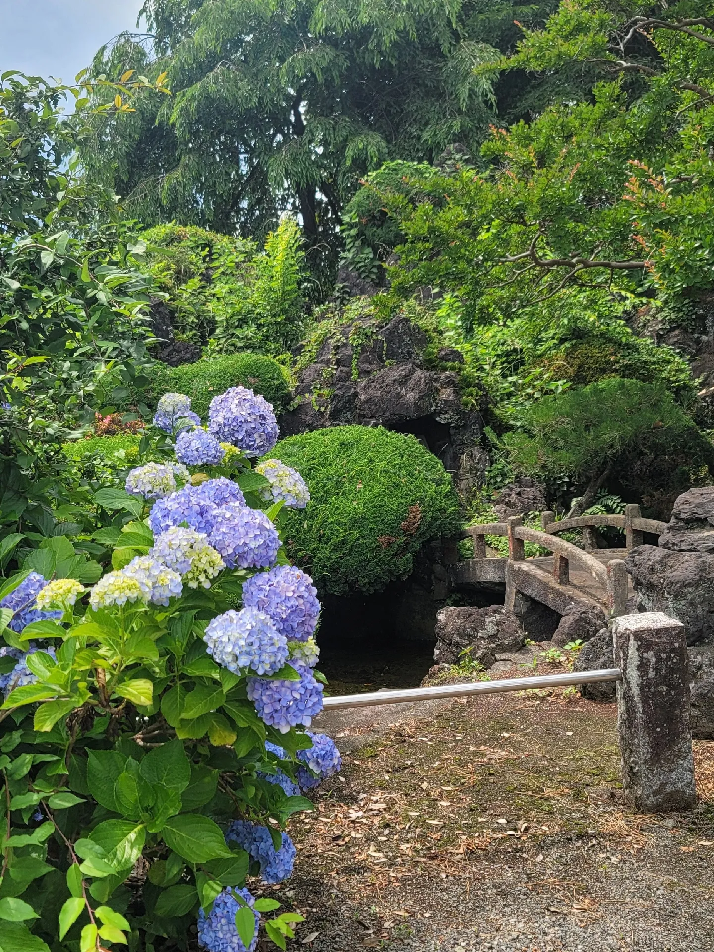 【群馬観光】真光寺 アジサイ寺 R5.6/24 | ももが投稿したフォトブック | Lemon8