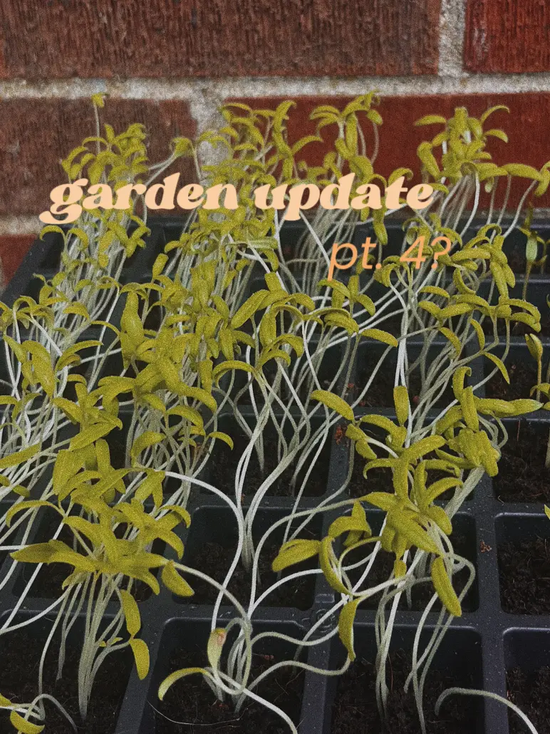 garden update pt. 4? 🌸 | Gallery posted by Ariel Rodgers | Lemon8